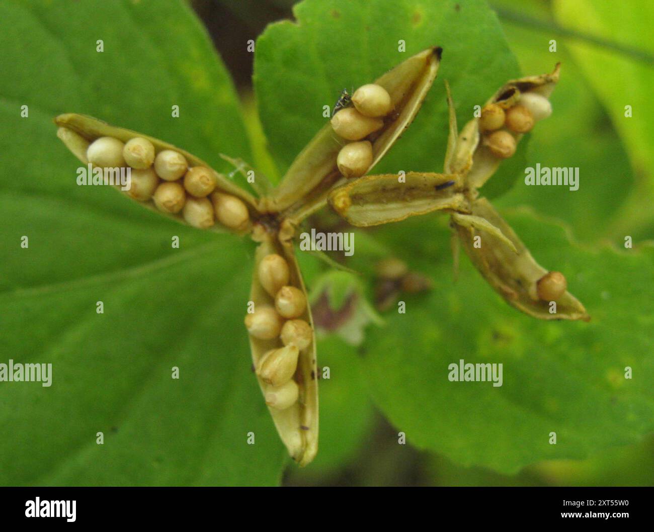 violets (Viola) Plantae Stock Photo - Alamy