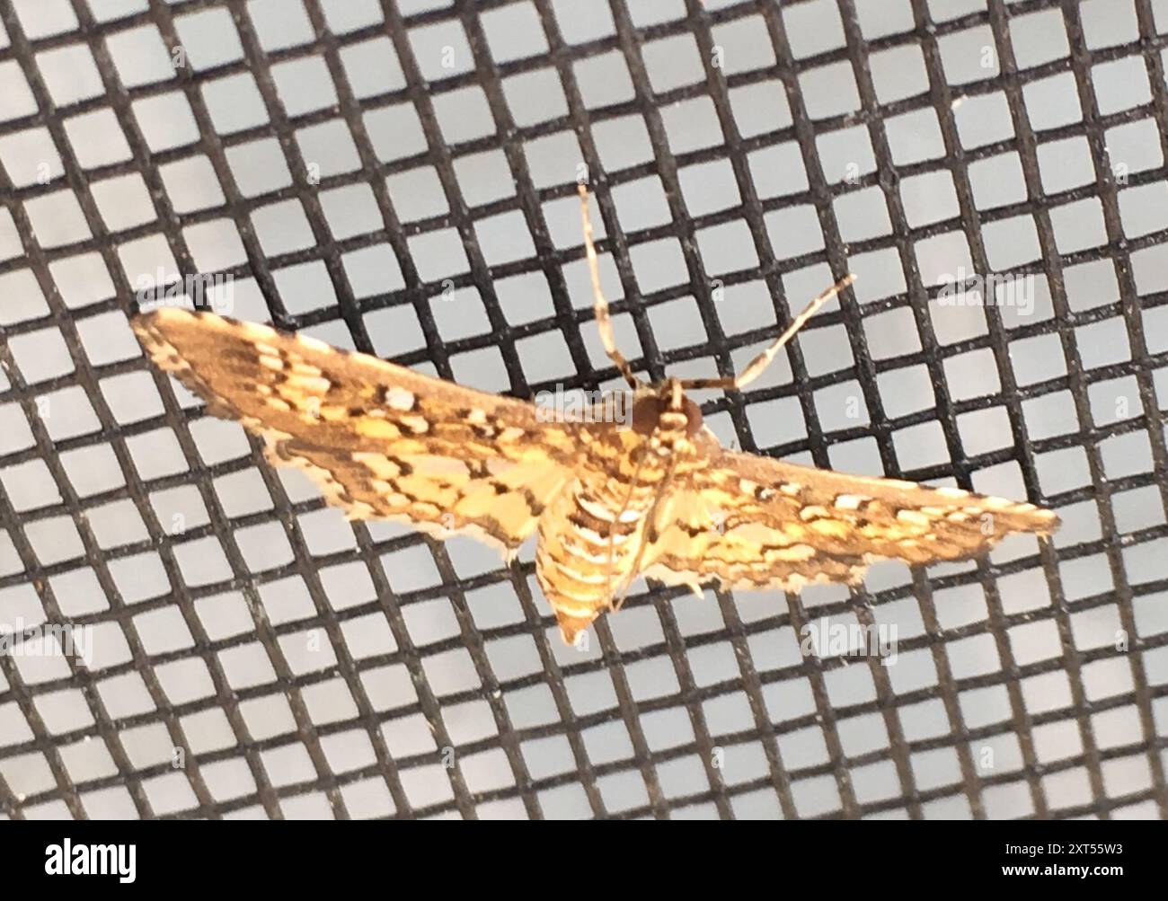 Stained-glass Moth (Samea castellalis) Insecta Stock Photo - Alamy