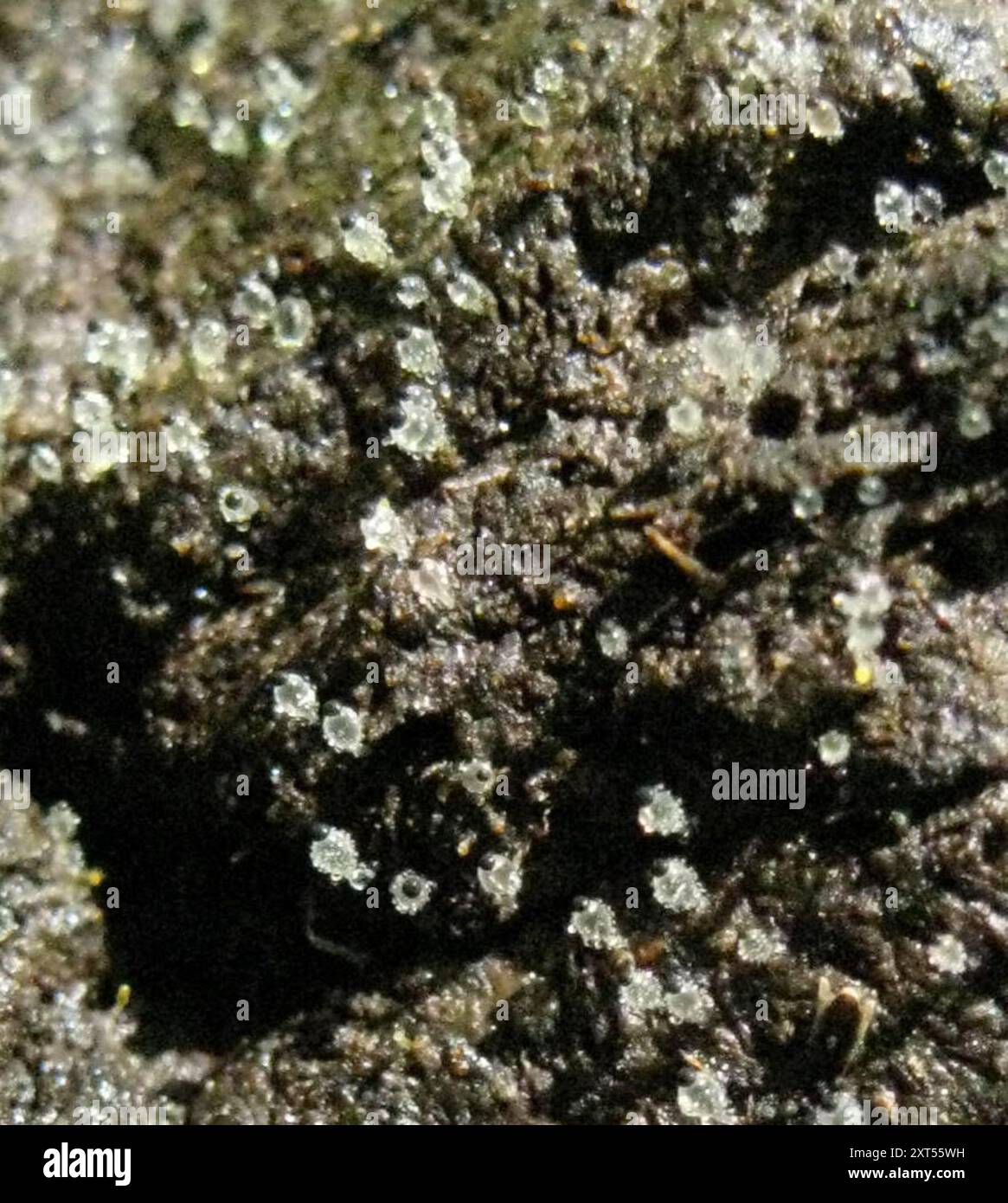 Pilobolus fungi hi-res stock photography and images - Alamy