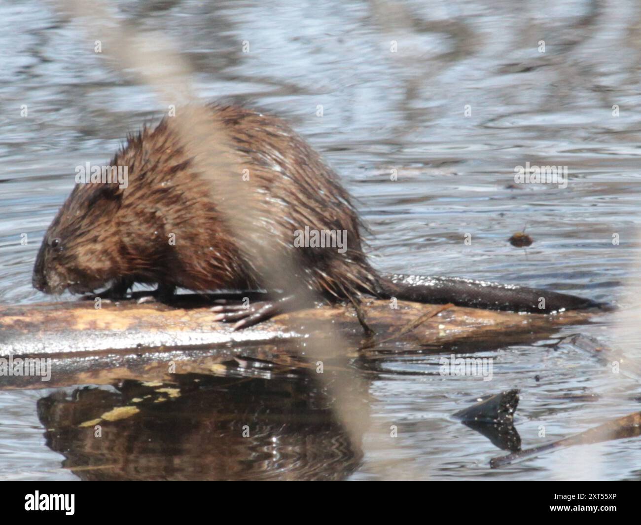 Muskrat (Ondatra zibethicus) Mammalia Stock Photo - Alamy