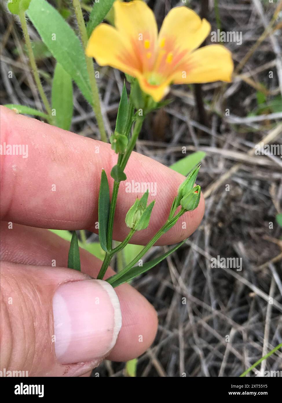 Yellow Flax (Linum rigidum) Plantae Stock Photo - Alamy