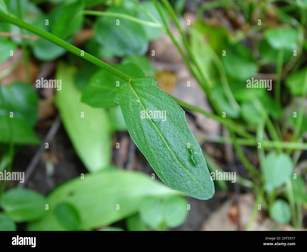 bulbous cress (Cardamine bulbosa) Plantae Stock Photo - Alamy