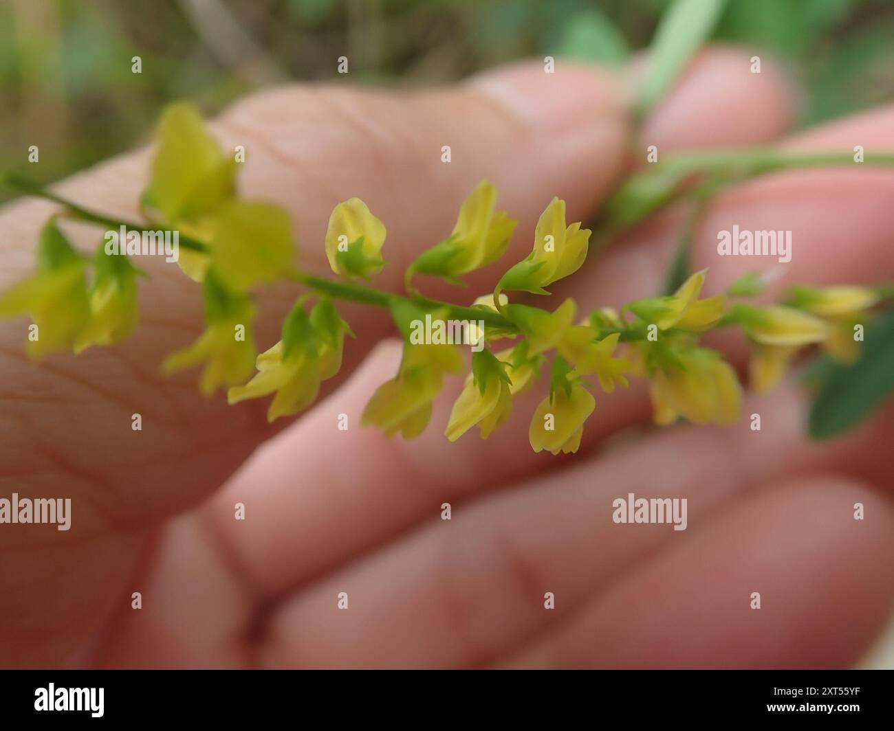 common yellow melilot (Melilotus suaveolens) Plantae Stock Photo - Alamy