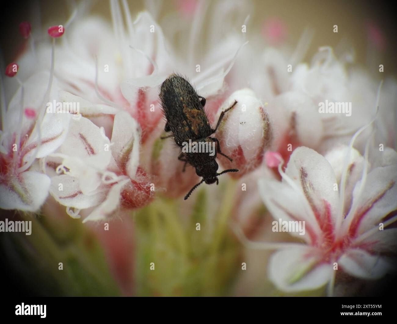 Soft-winged Flower Beetles (Melyridae) Insecta Stock Photo - Alamy