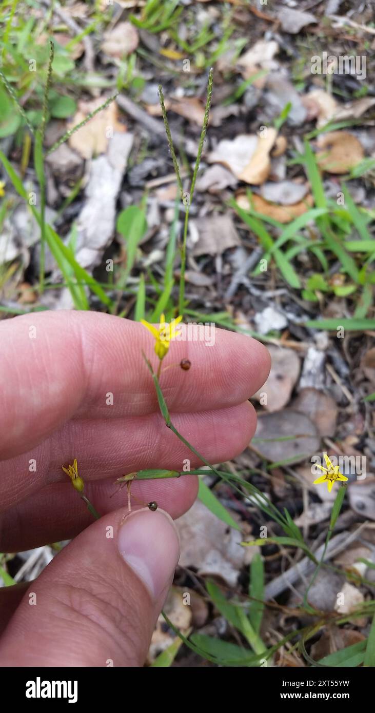 Blue Pigroot (Sisyrinchium micranthum) Plantae Stock Photo - Alamy