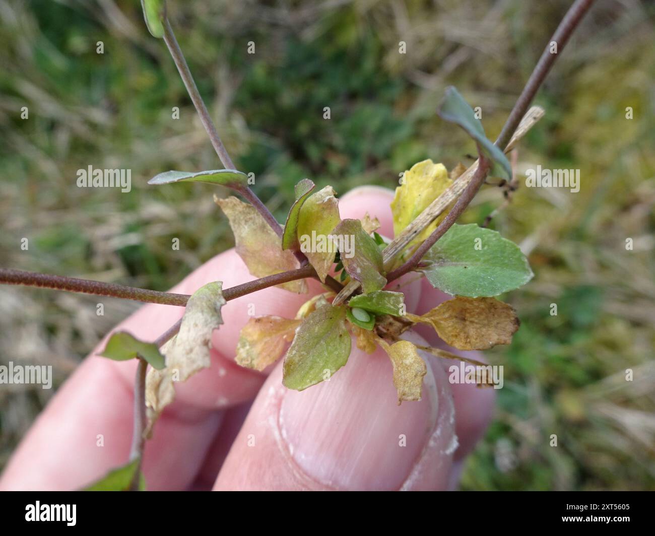 Perfoliate Penny-cress (Noccaea perfoliata) Plantae Stock Photo - Alamy