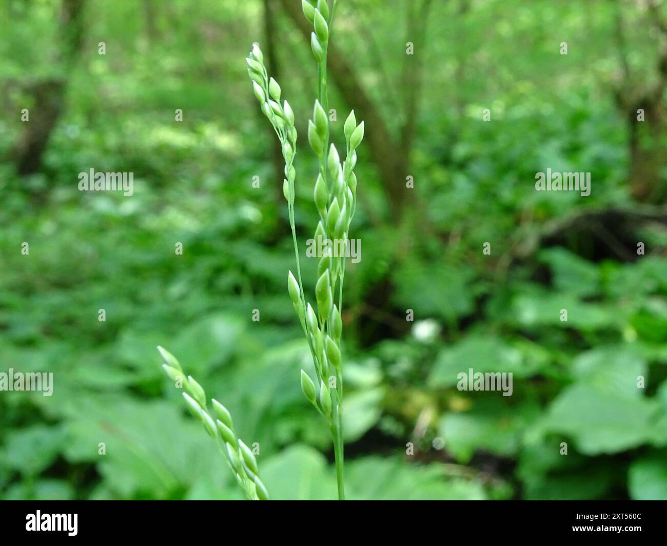 Wood Millet (Milium effusum) Plantae Stock Photo - Alamy