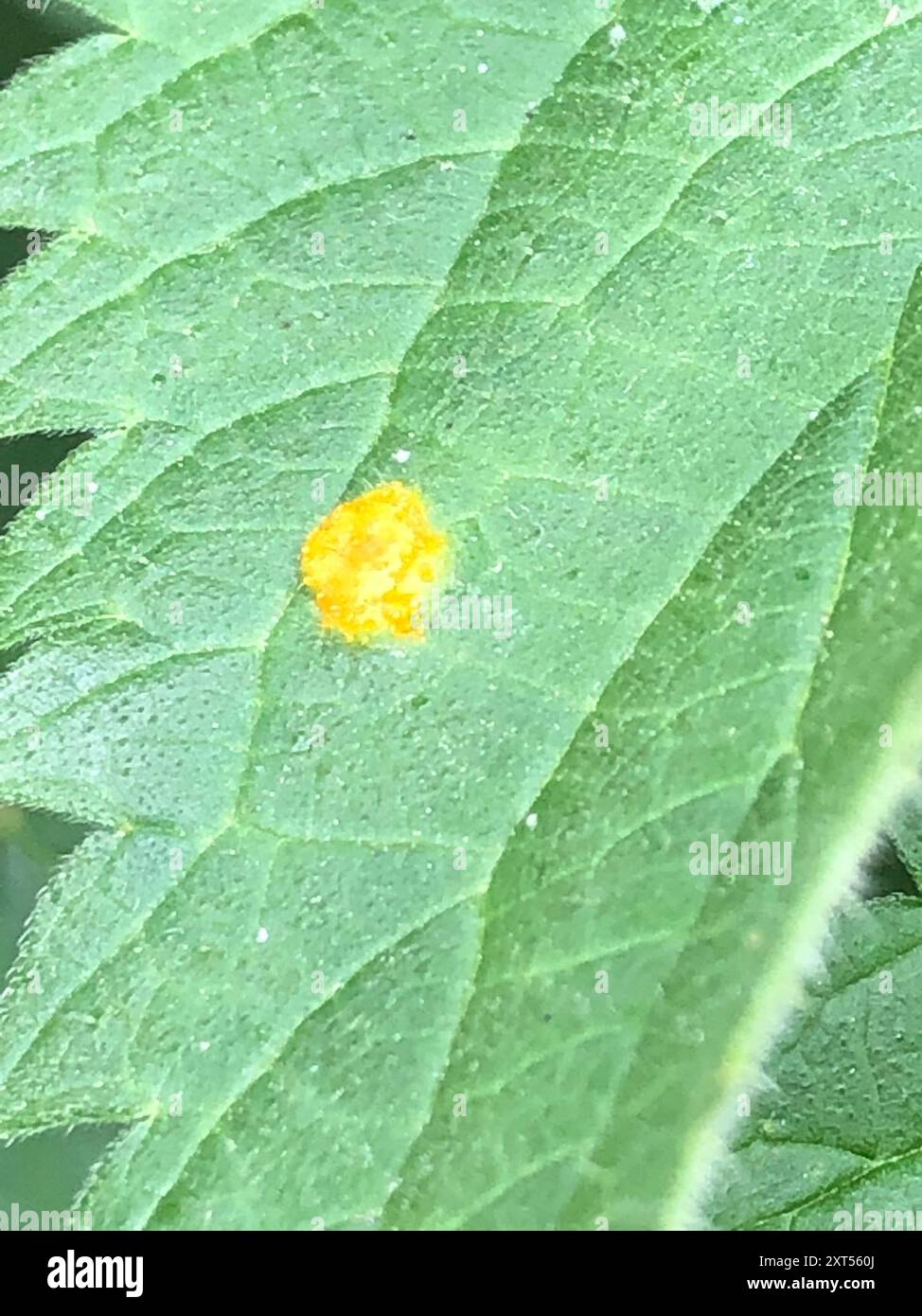 Nettle Clustercup Rust fungus (Puccinia urticata) Fungi Stock Photo - Alamy