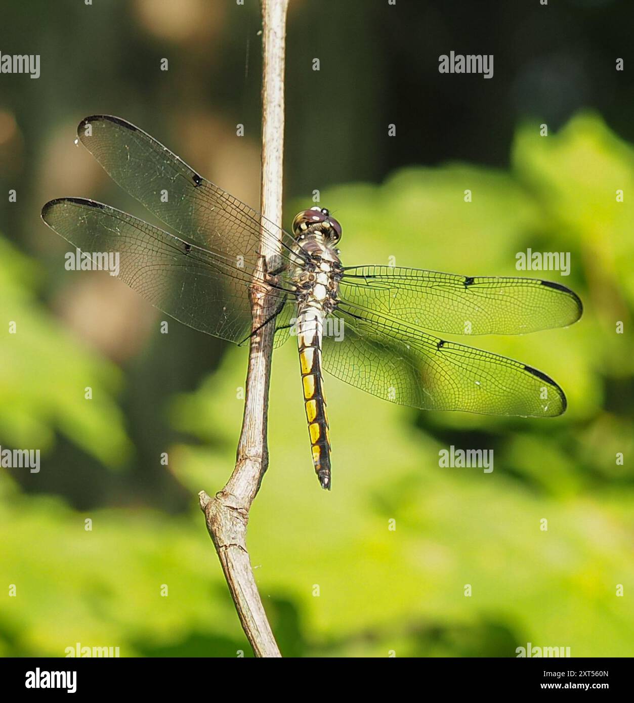 Great Blue Skimmer (Libellula vibrans) Insecta Stock Photo - Alamy