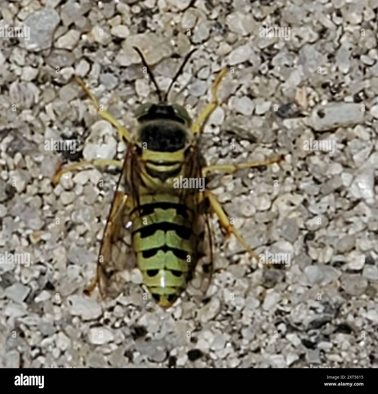Sand Wasps (Bembicini) Insecta Stock Photo - Alamy