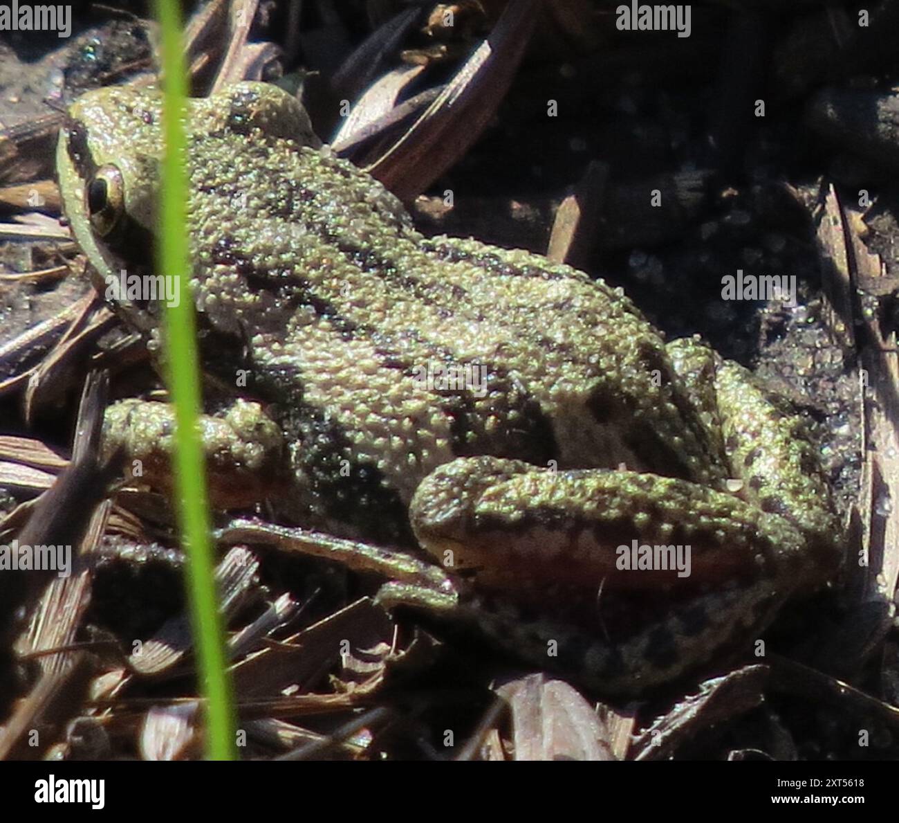 Boreal Chorus Frog (Pseudacris maculata) Amphibia Stock Photo - Alamy