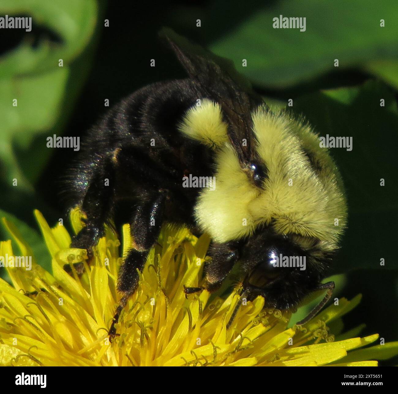 Common Eastern Bumble Bee (Bombus impatiens) Insecta Stock Photo - Alamy