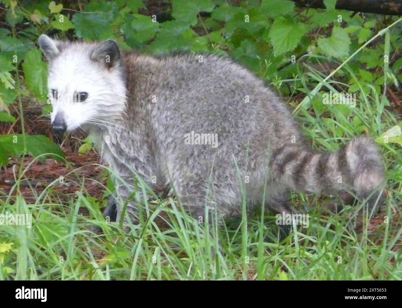 Common Raccoon (Procyon lotor) Mammalia Stock Photo - Alamy