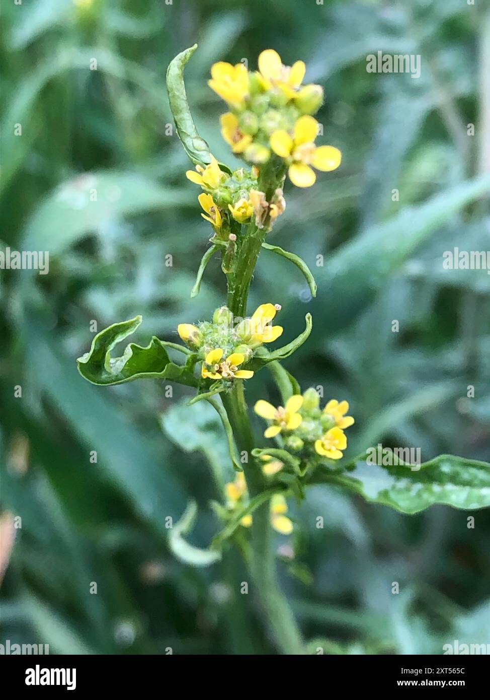 Hedge mustard (Sisymbrium officinale) Plantae Stock Photo - Alamy