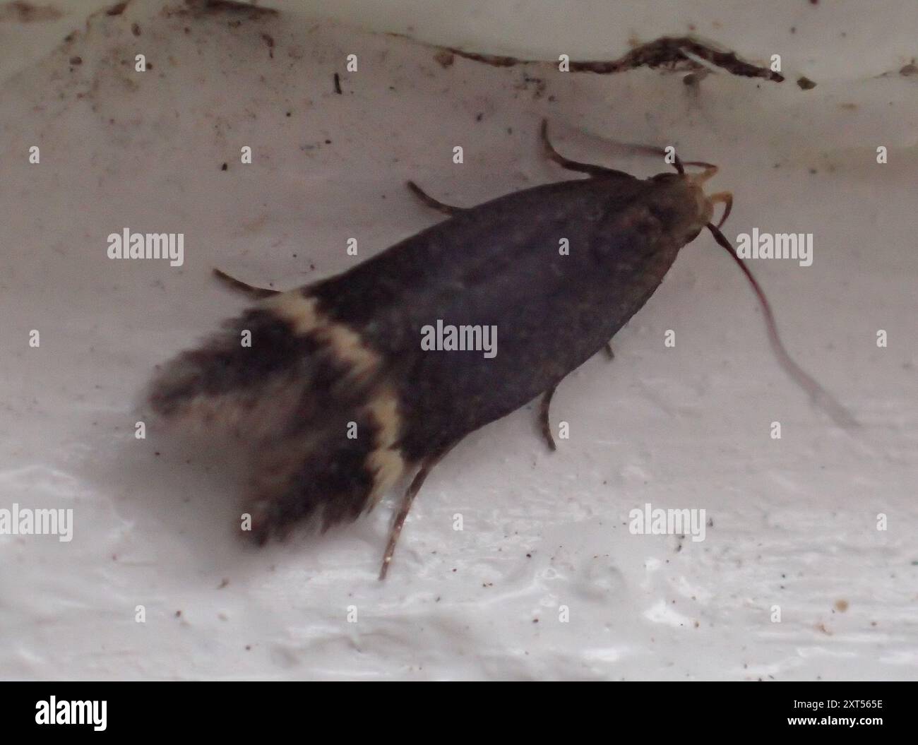 Australian Soybean Moth (Aproaerema simplexella) Insecta Stock Photo ...