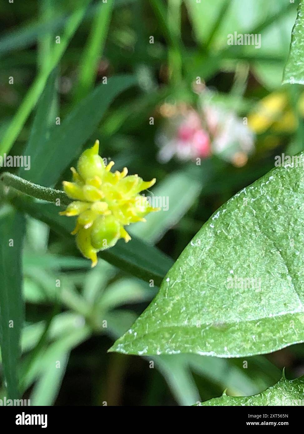 Goldilocks Buttercup (Ranunculus auricomus) Plantae Stock Photo - Alamy