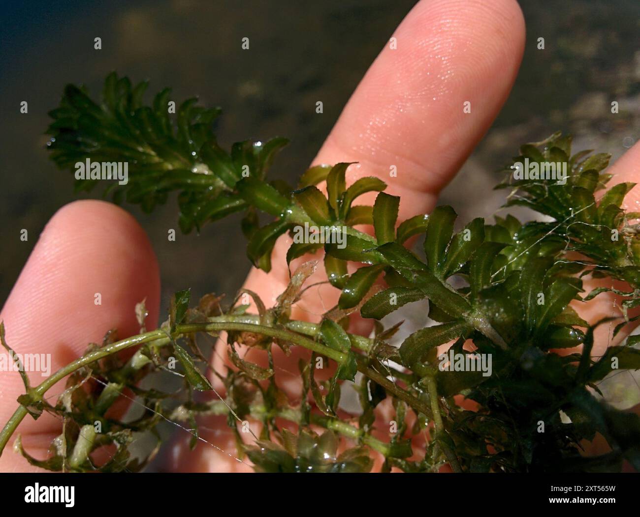 Hydrilla (Hydrilla verticillata) Plantae Stock Photo - Alamy