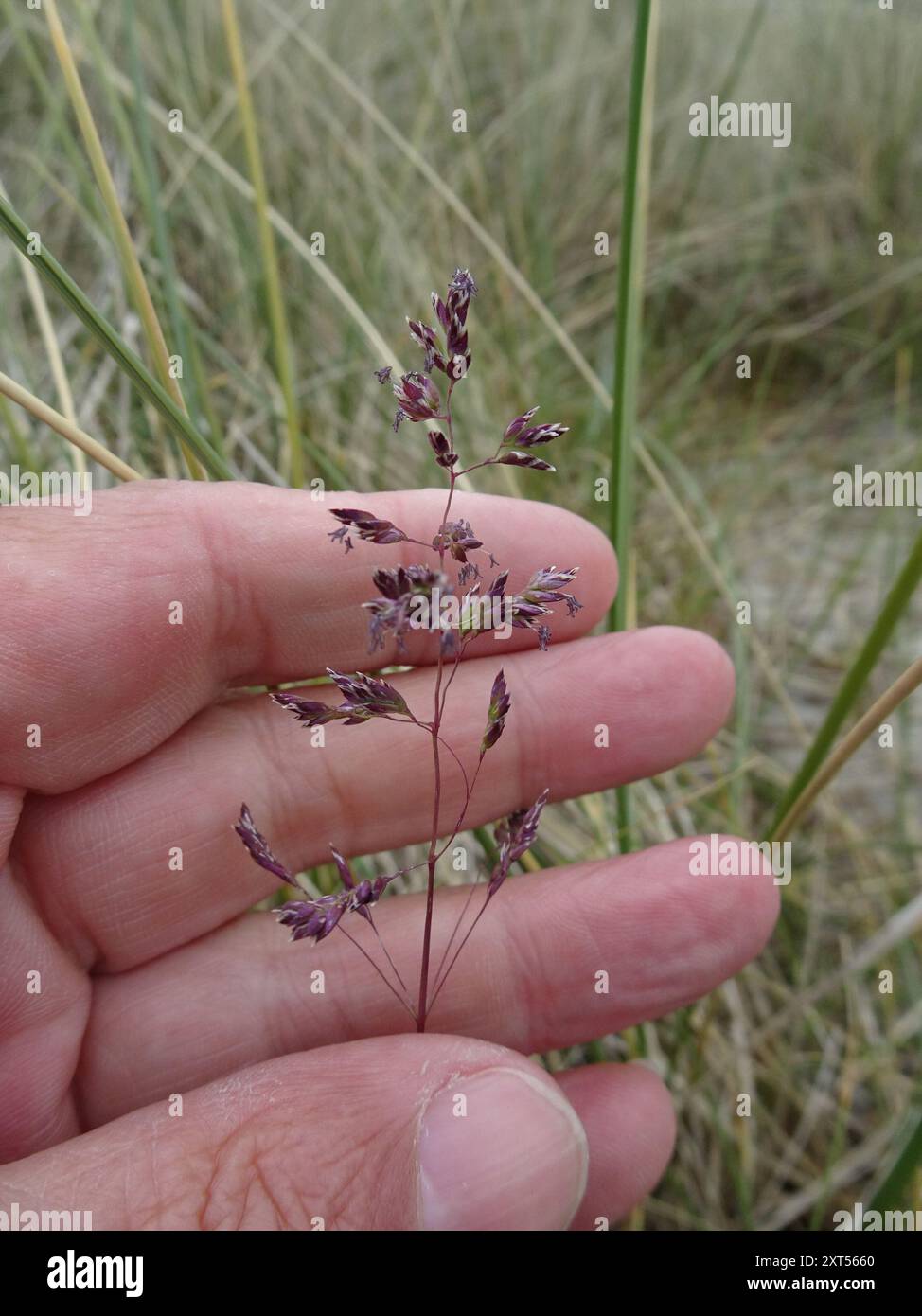Smooth Meadow-grass (Poa pratensis) Plantae Stock Photo - Alamy
