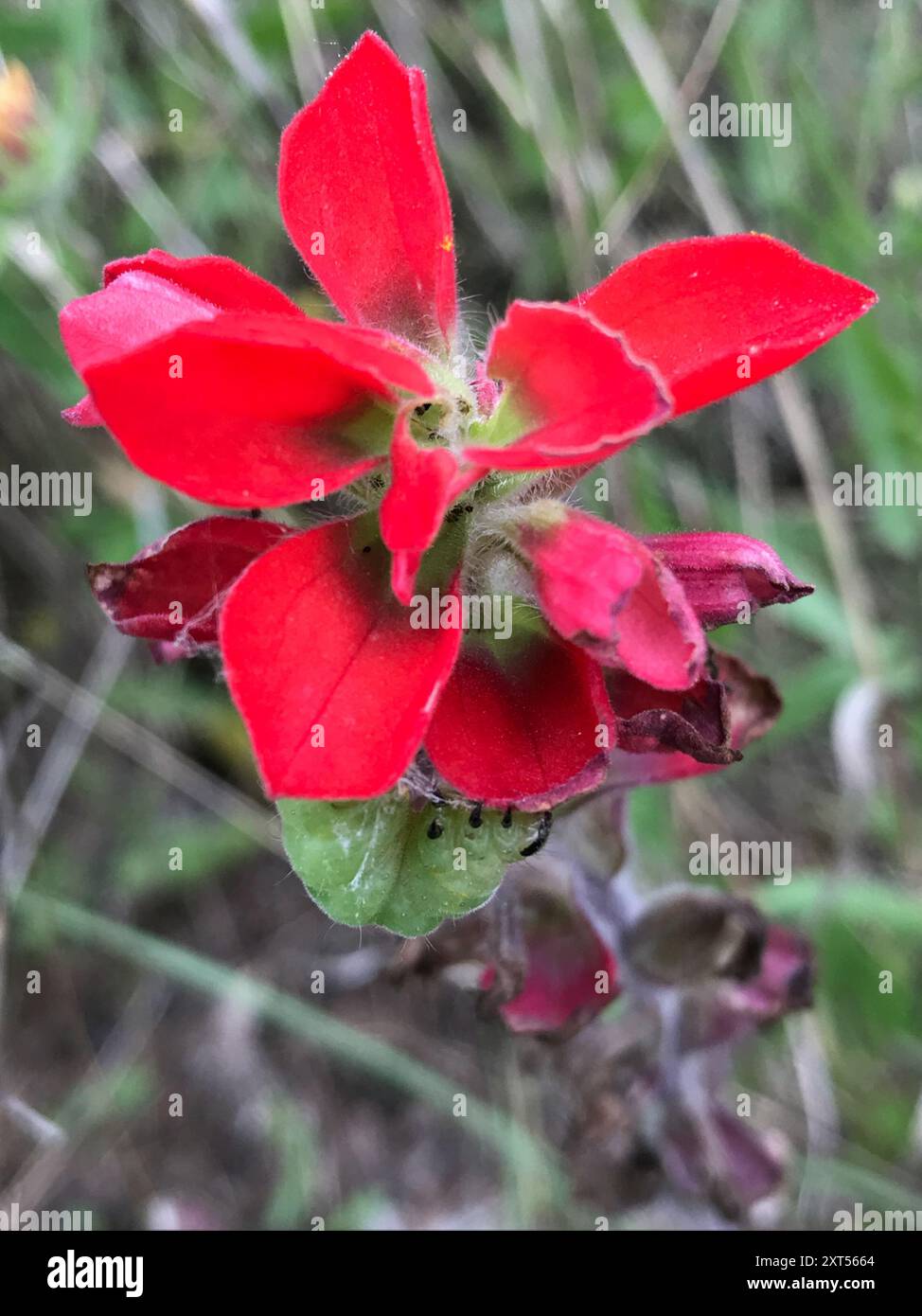 Texas Paintbrush (Castilleja indivisa) Plantae Stock Photo - Alamy