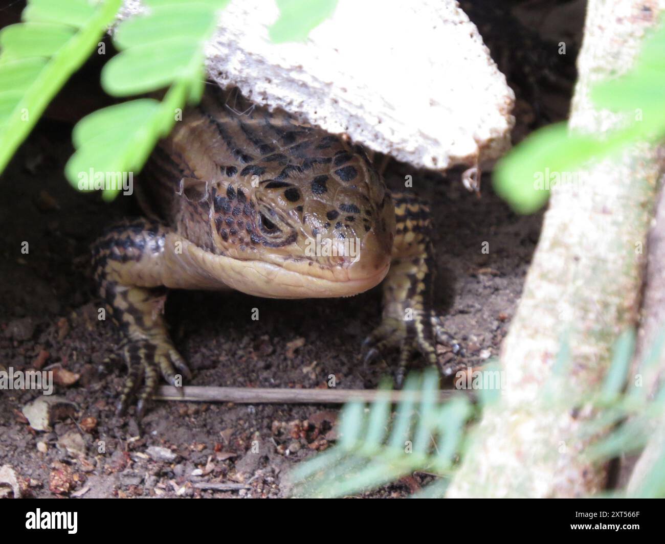 Rough-scaled Plated Lizard (Broadleysaurus major) Reptilia Stock Photo ...