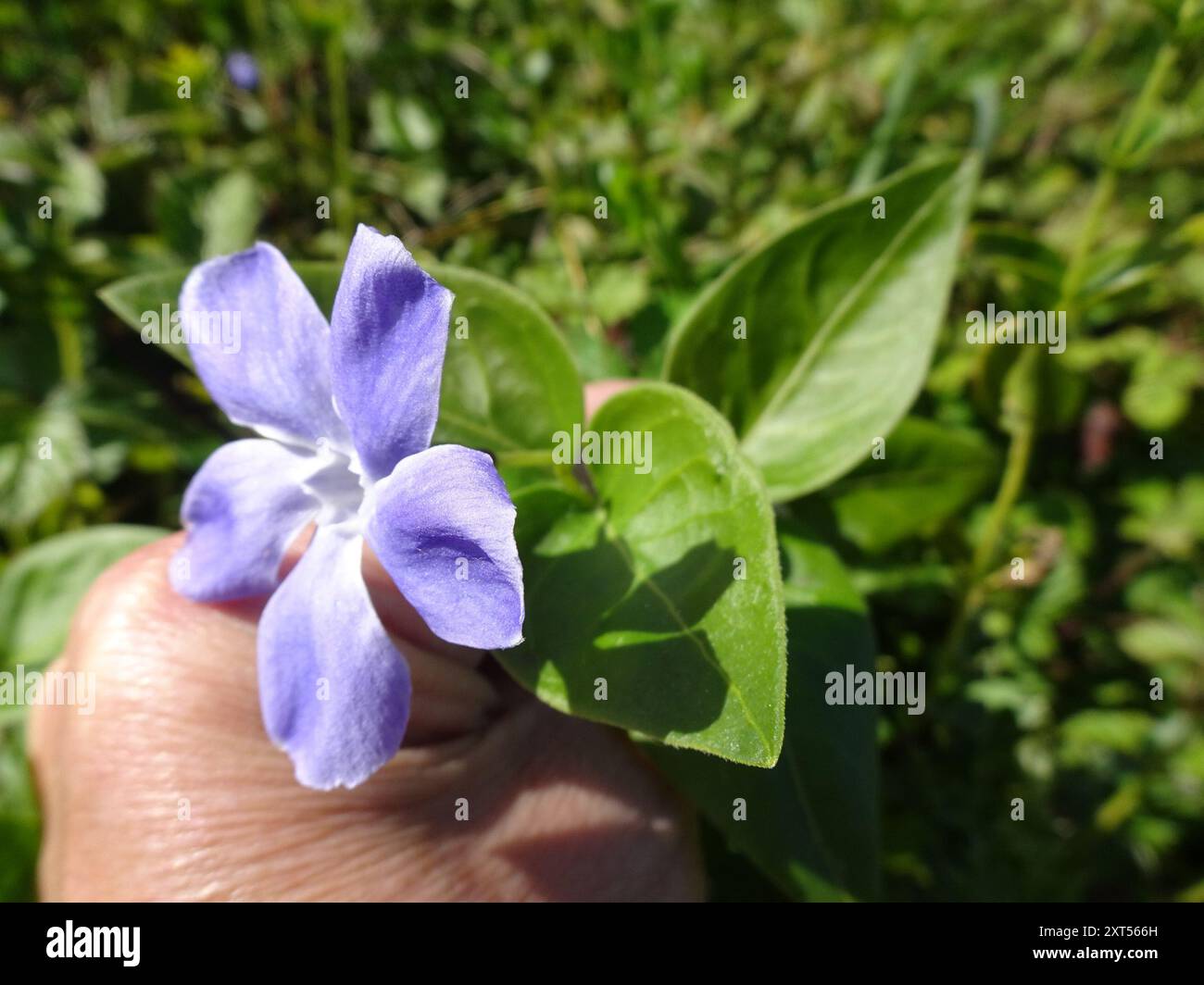 greater periwinkle (Vinca major) Plantae Stock Photo - Alamy