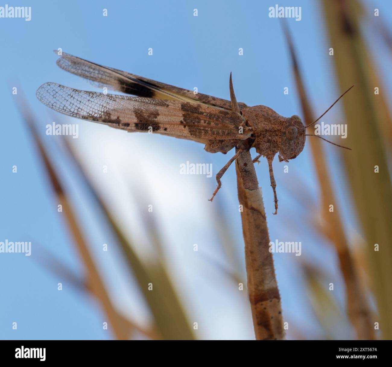Pallid-winged Grasshopper (Trimerotropis pallidipennis) Insecta Stock ...