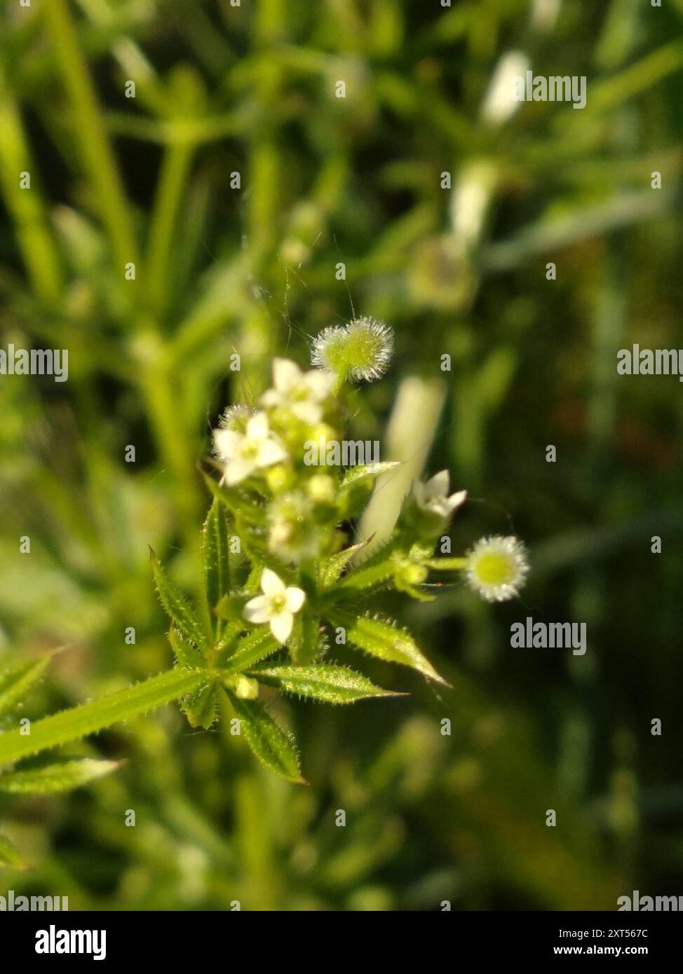 catchweed bedstraw (Galium aparine) Plantae Stock Photo - Alamy