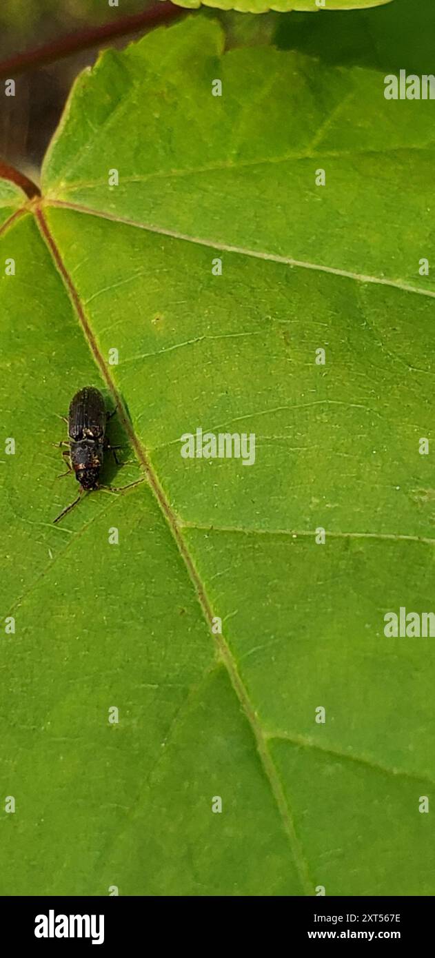 Beetles (Coleoptera) Insecta Stock Photo - Alamy