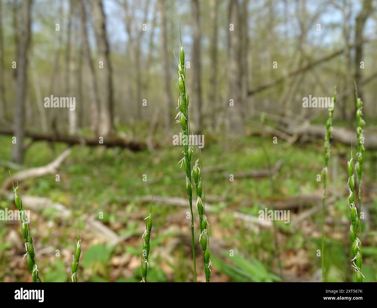 White-grained Mountain-ricegrass (Oryzopsis asperifolia) Plantae Stock ...