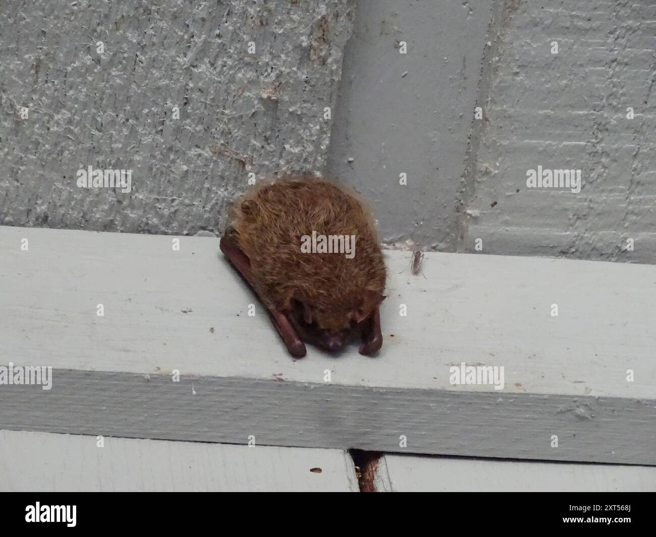 Tricolored Bat (Perimyotis subflavus) Mammalia Stock Photo - Alamy