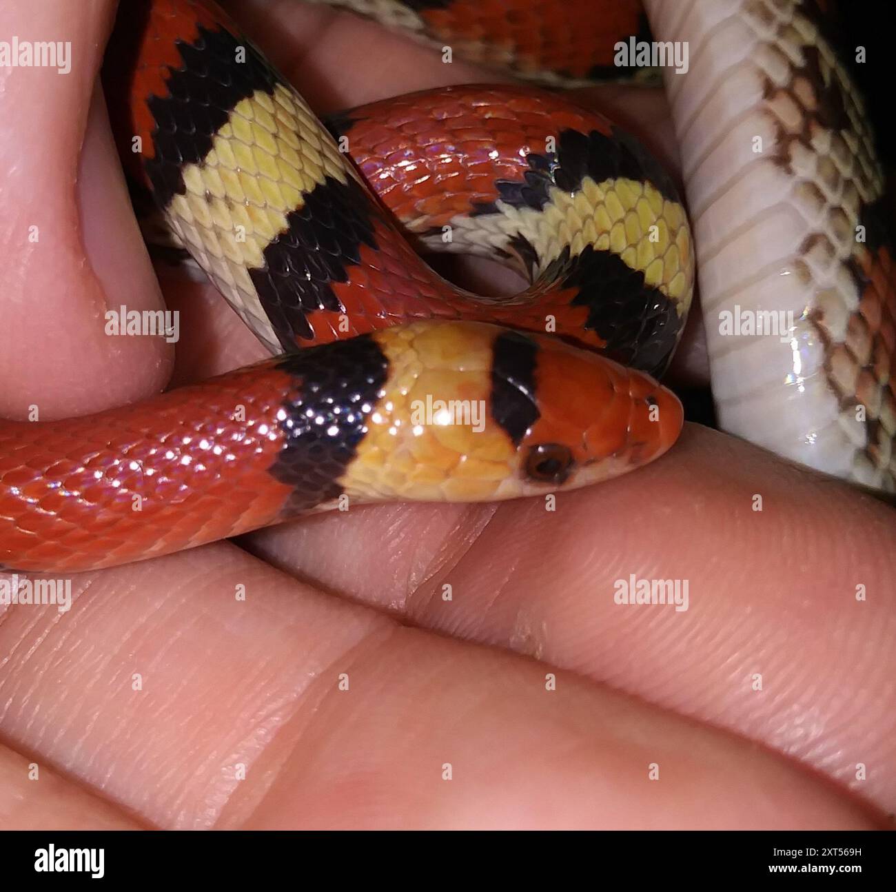 Florida Scarletsnake (Cemophora coccinea coccinea) Reptilia Stock Photo ...