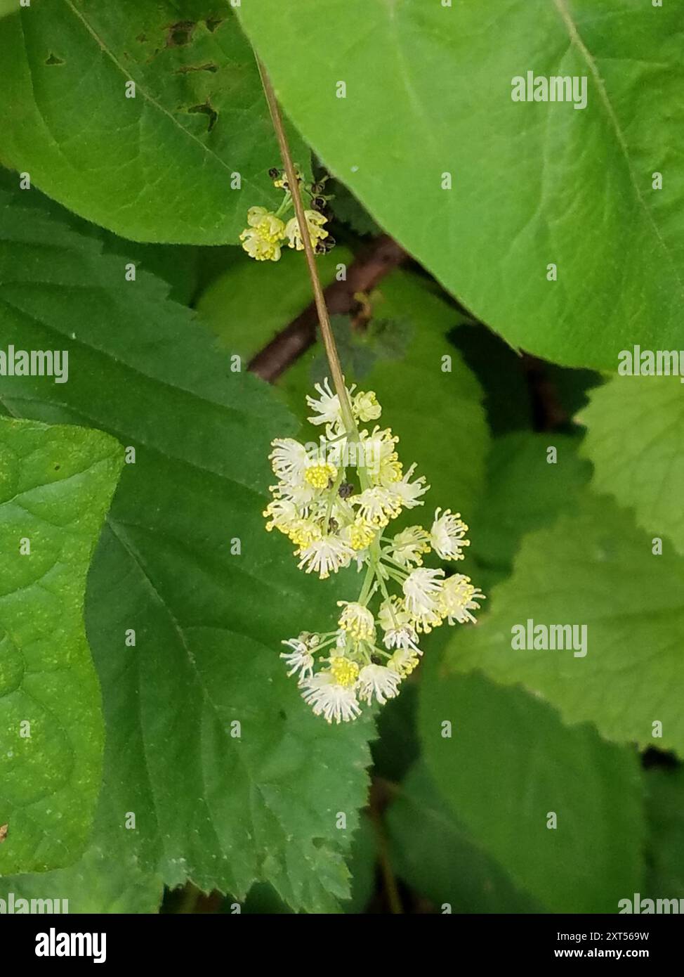 moonseed (Menispermum canadense) Plantae Stock Photo - Alamy