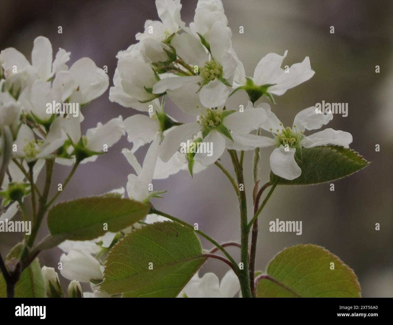 common serviceberry (Amelanchier arborea) Plantae Stock Photo - Alamy