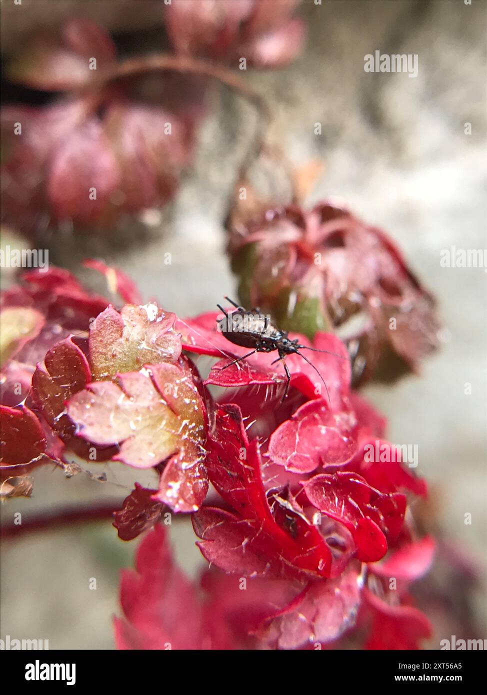 Aphids (Aphididae) Insecta Stock Photo - Alamy
