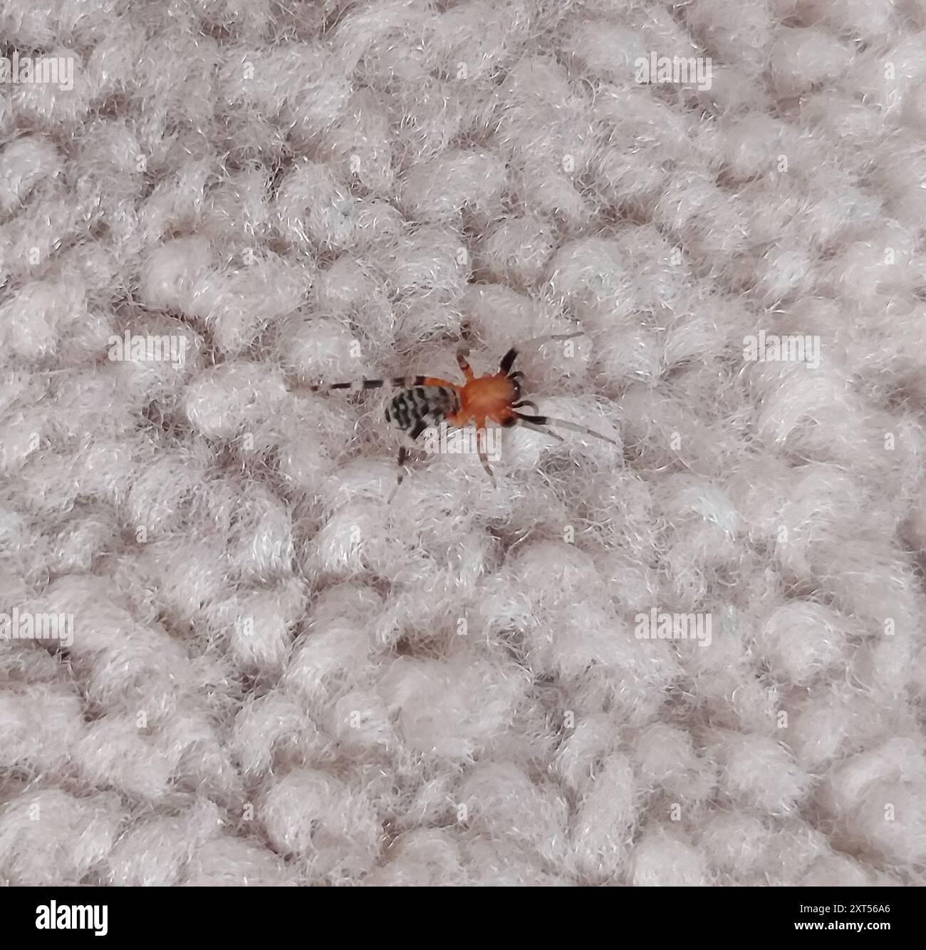 Orange Ant-mimic Sac Spider (Castianeira amoena) Arachnida Stock Photo ...