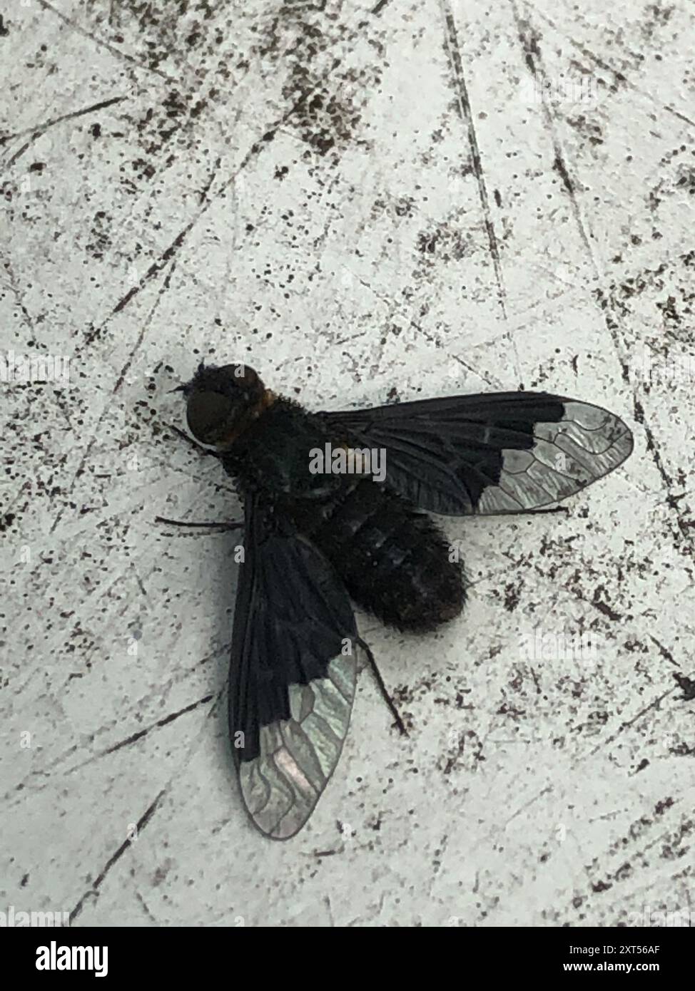 Black Banded Bee Fly (Hemipenthes morio) Insecta Stock Photo - Alamy