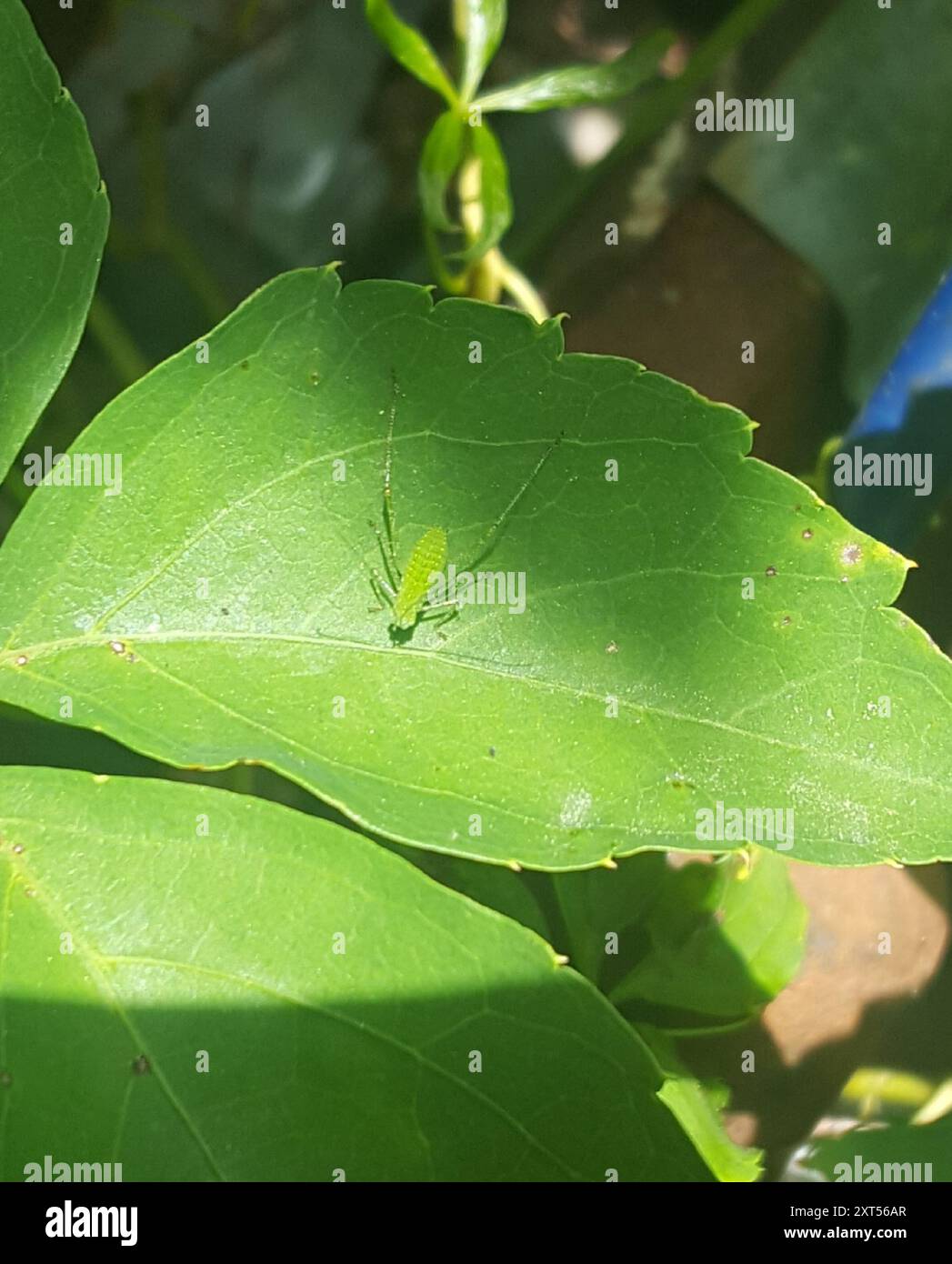 Katydids, wētā, and allies (Tettigoniidea) Insecta Stock Photo - Alamy