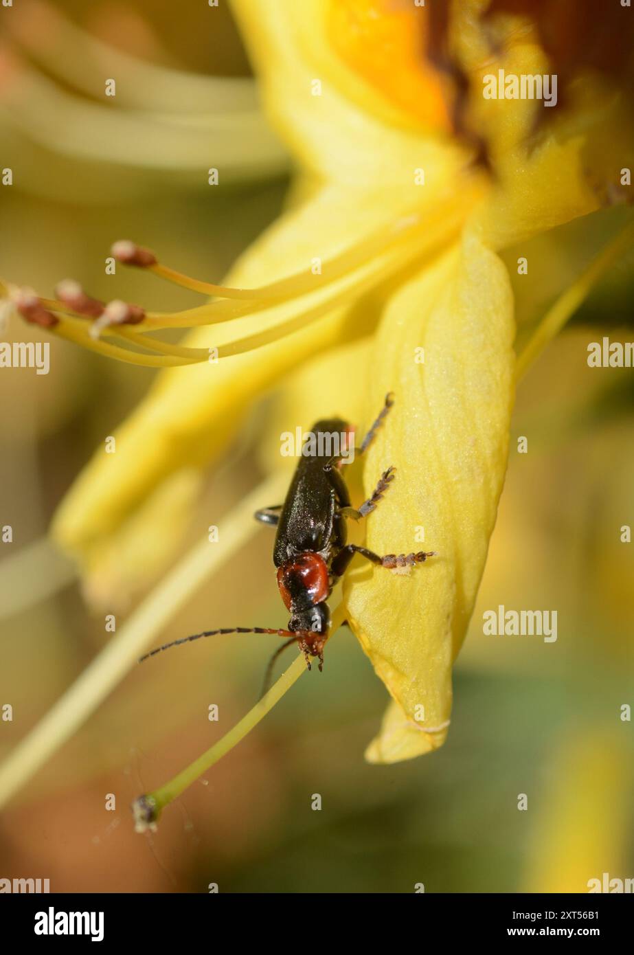 Dark Sailor Beetle (Cantharis fusca) Insecta Stock Photo - Alamy