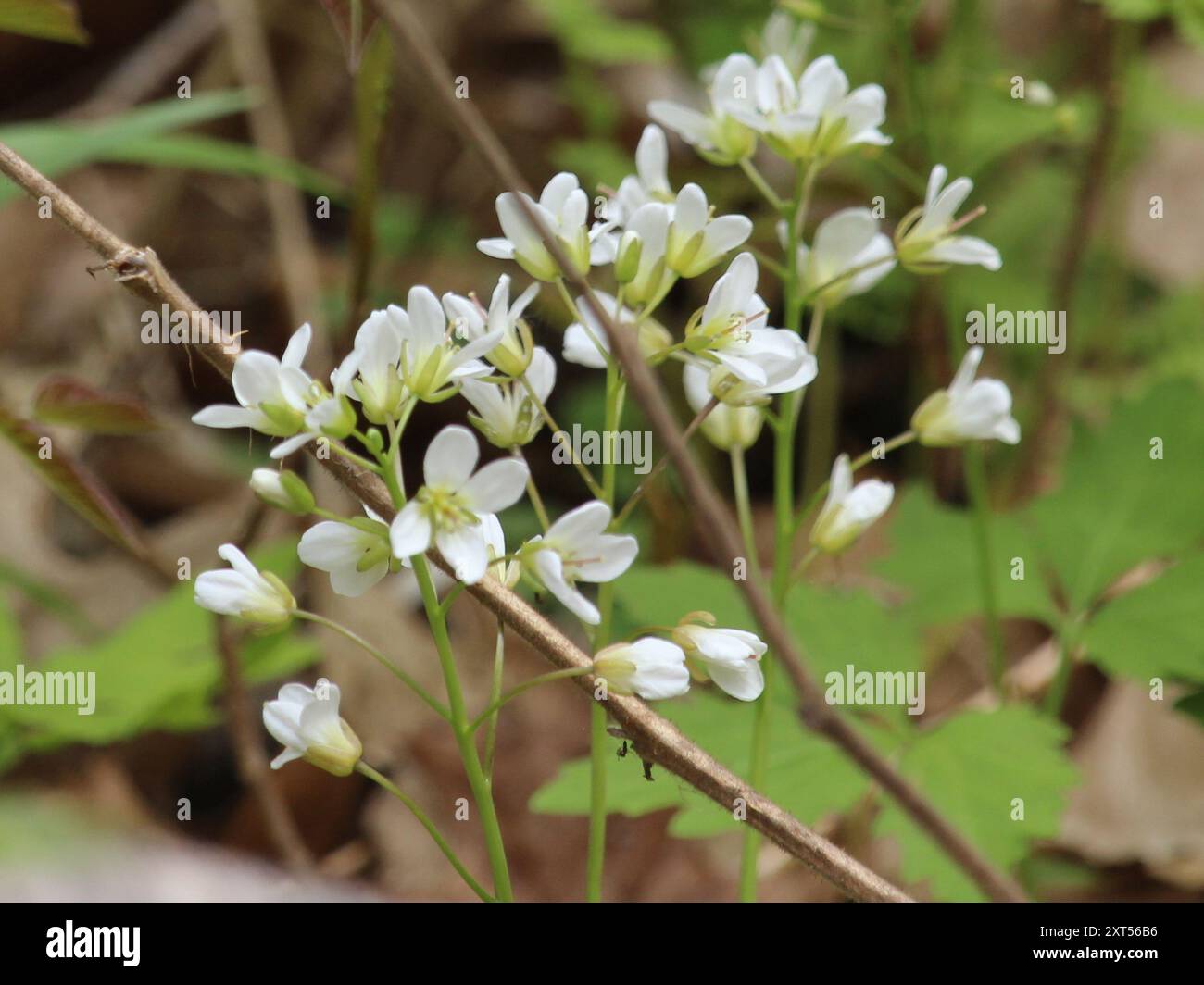 Two-leaved Toothwort (Cardamine diphylla) Plantae Stock Photo - Alamy