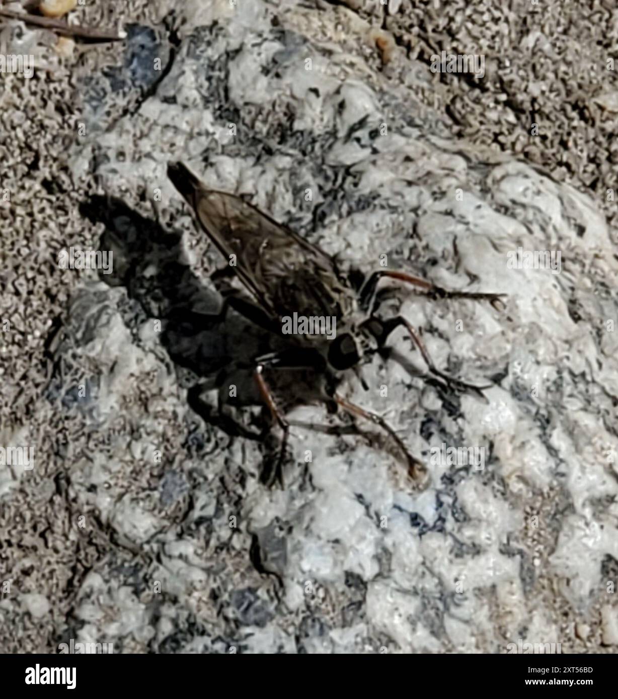 Hammertails (Efferia) Insecta Stock Photo - Alamy