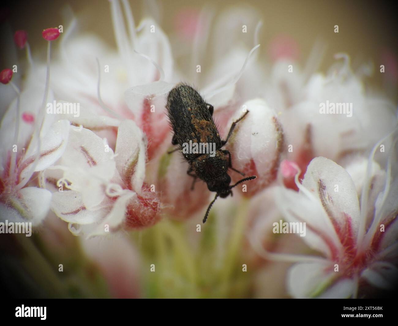 Soft-winged Flower Beetles (Melyridae) Insecta Stock Photo - Alamy