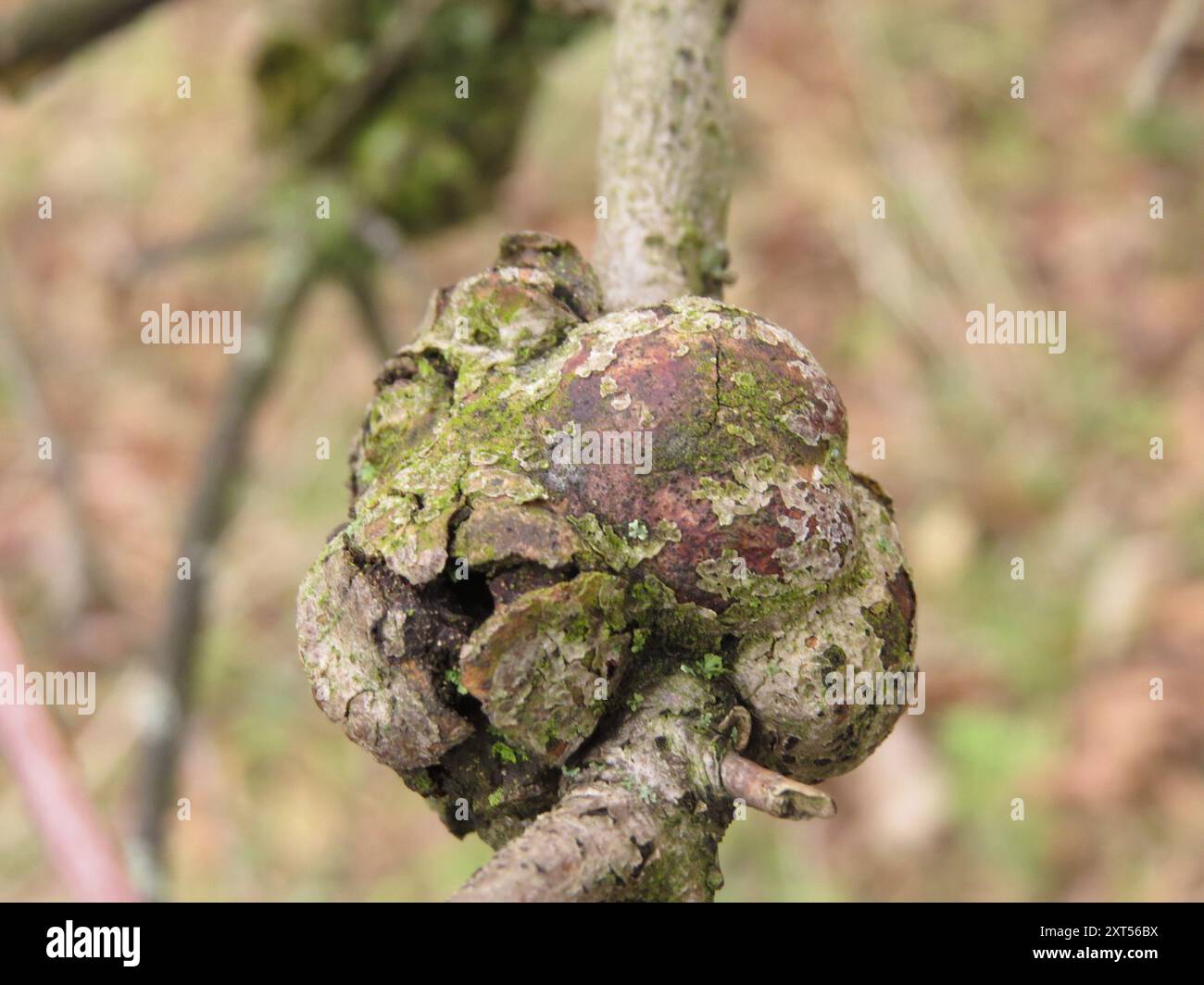 Gouty Oak Gall Wasp (Callirhytis quercuspunctata) Insecta Stock Photo ...