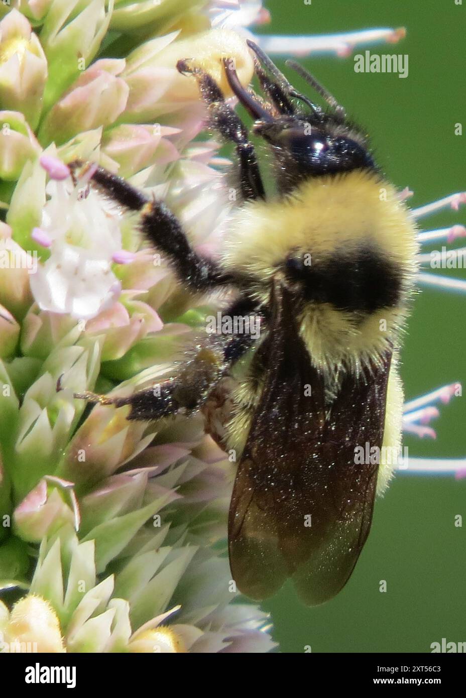 Golden Northern Bumble Bee (Bombus fervidus) Insecta Stock Photo - Alamy