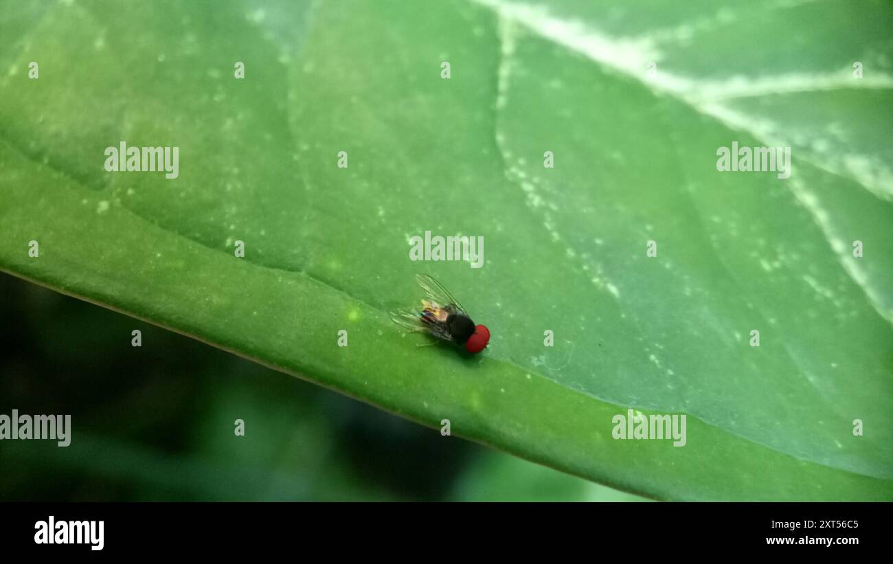 Flat-footed Flies (Platypezidae) Insecta Stock Photo - Alamy