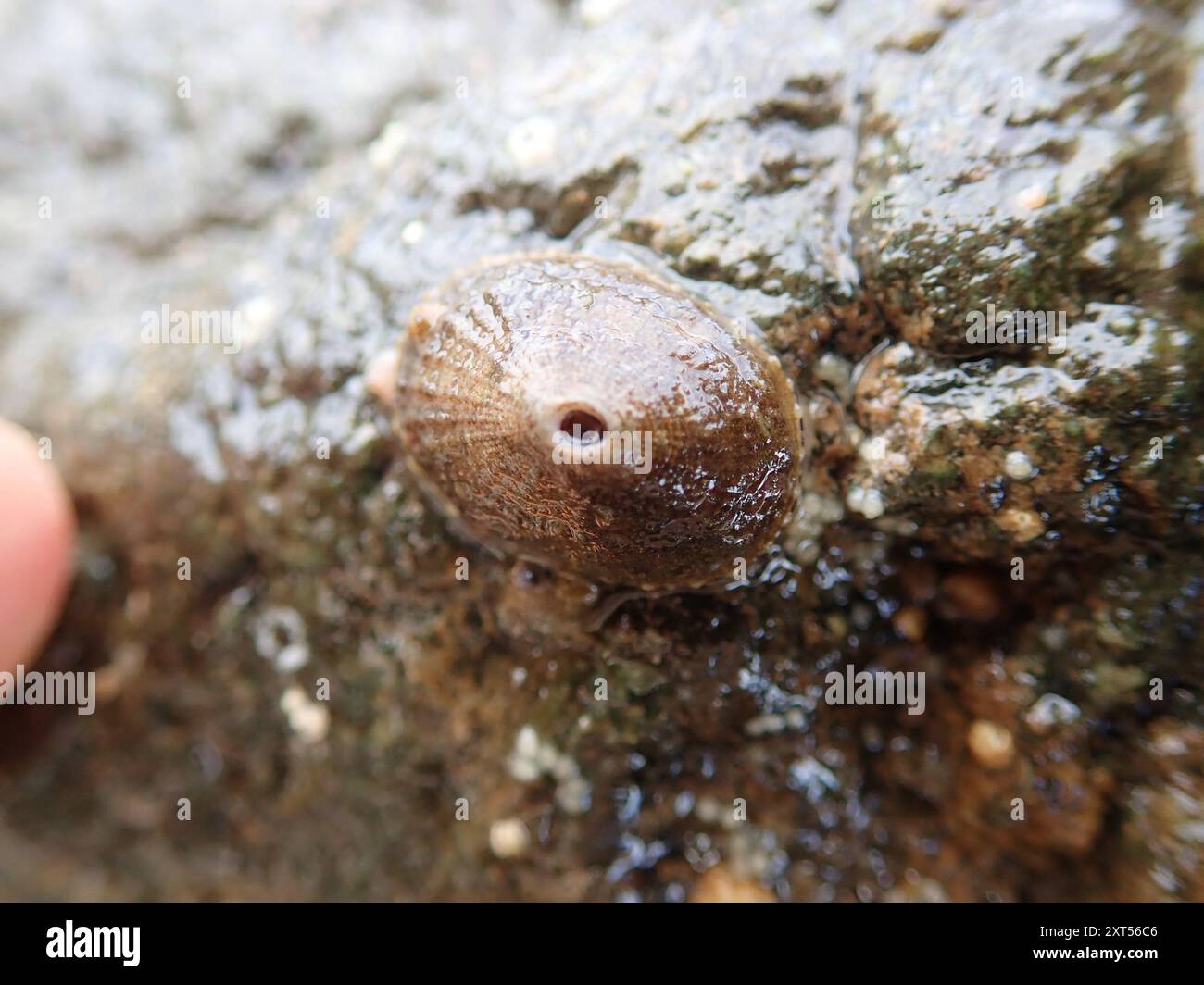 Rough Keyhole Limpet (Diodora aspera) Mollusca Stock Photo - Alamy