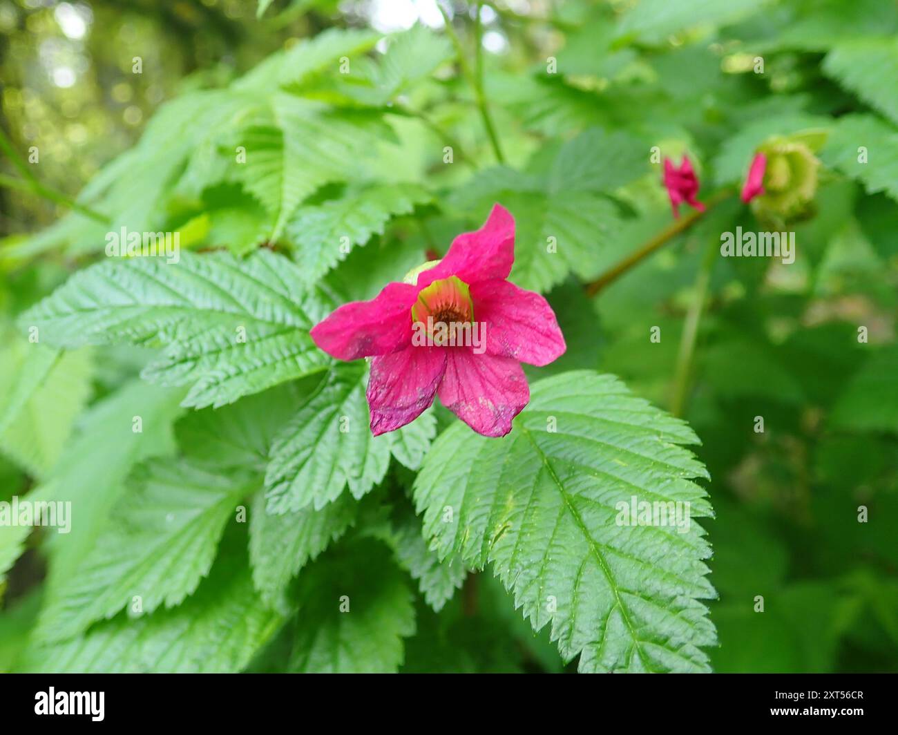 Salmonberry (Rubus spectabilis) Plantae Stock Photo - Alamy