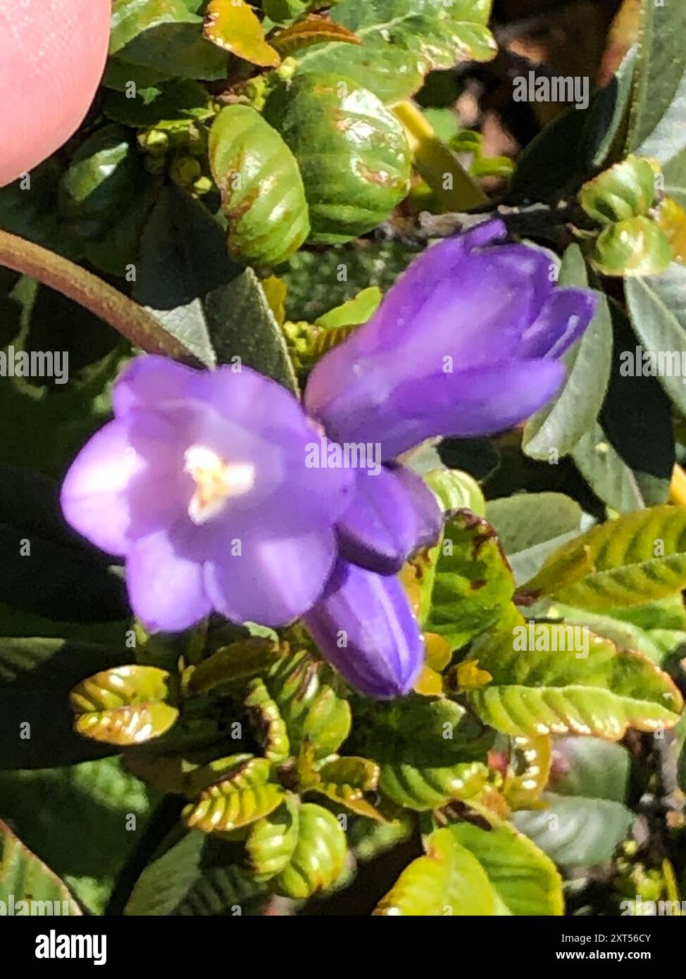 (Dipterostemon capitatus capitatus) Plantae Stock Photo - Alamy