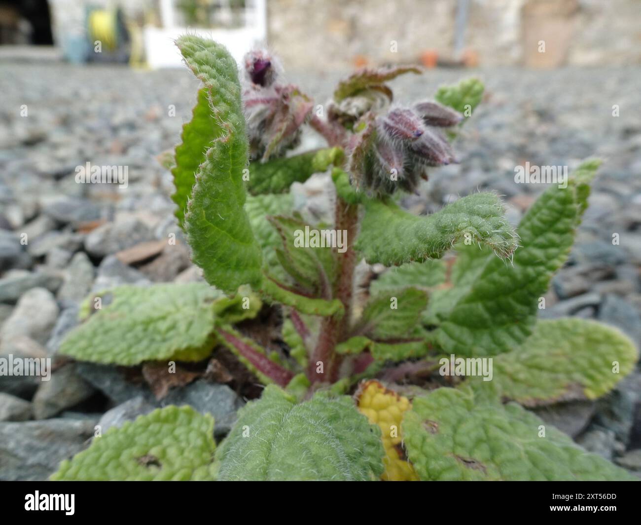 Borage (Borago officinalis) Plantae Stock Photo - Alamy