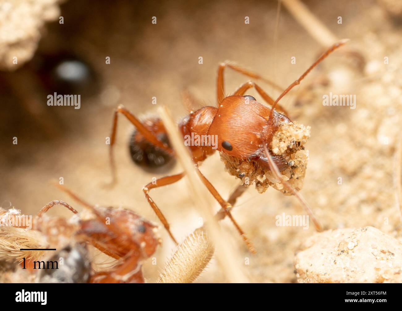 California Harvester Ant (Pogonomyrmex californicus) Insecta Stock ...