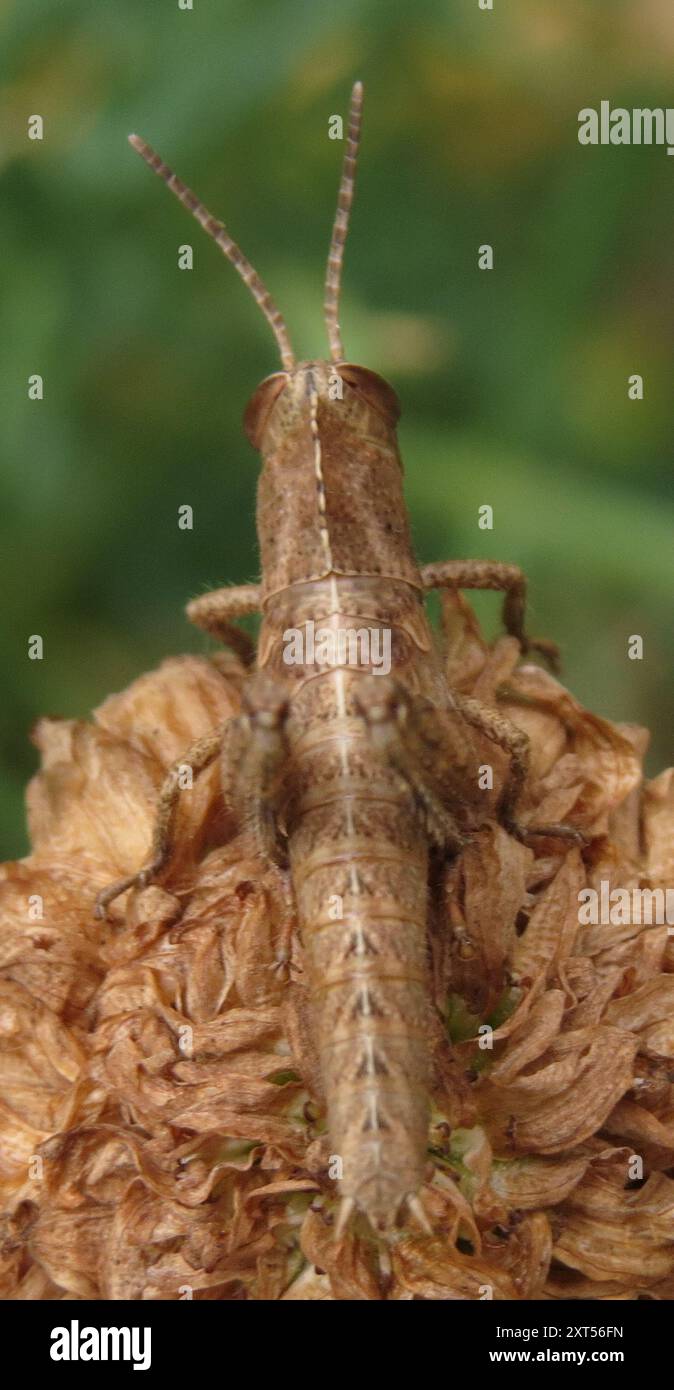 Short-horned Grasshoppers (Acrididae) Insecta Stock Photo - Alamy